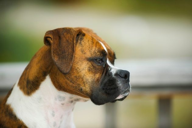 Boxer - Pfotencafe - Leben mit Hund und Katze
